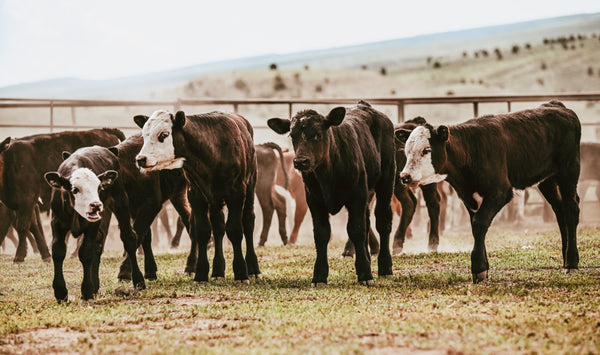 barwbeef